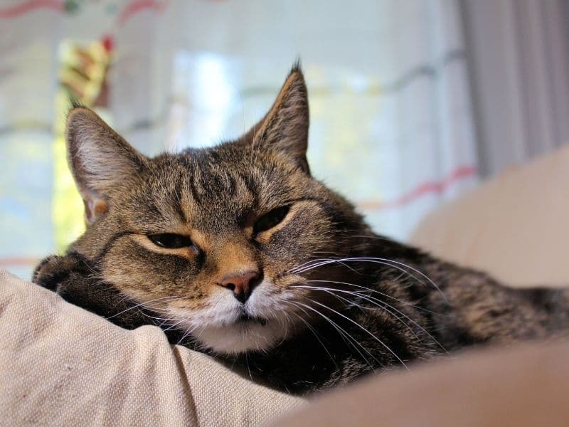 Is your senior cat vomiting hairballs? Here’s what to do | Waldo's Friends