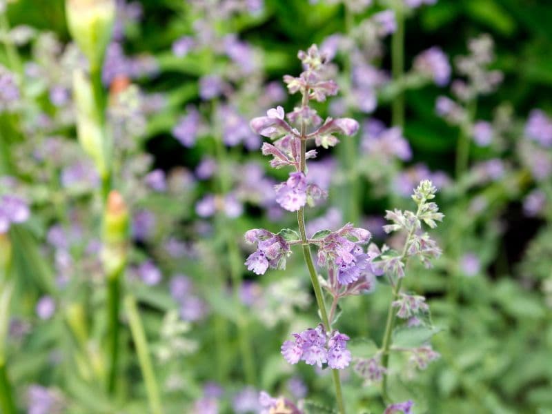 Can Cats Eat Catmint? | Waldo's Friends