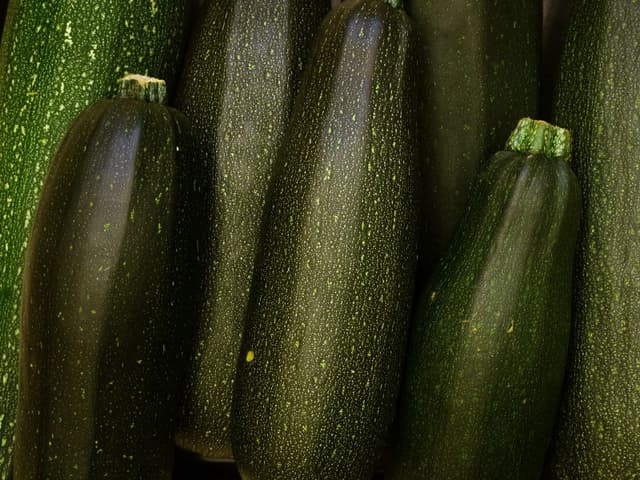 Can Cats Eat Zucchini? | Waldo's Friends