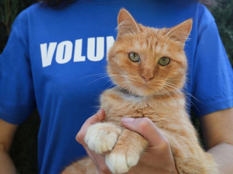 A Guide to Fostering Cats in Adelaide | Waldo's Friends