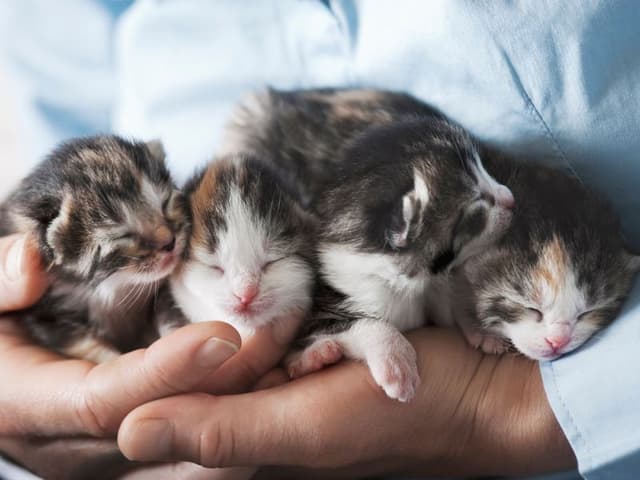 A Guide to Fostering Cats in Canberra | Waldo's Friends