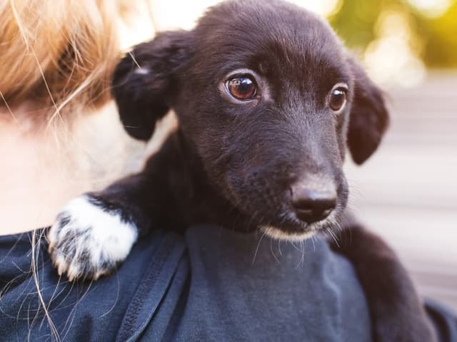 A Guide to Fostering Dogs | Waldo's Friends