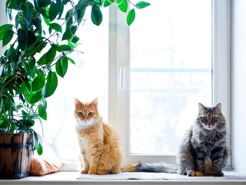 How to Cat-proof Your Indoor Plants: 15 Things You Can Do Today | Waldo ...