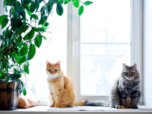 How to Cat-proof Your Indoor Plants: 15 Things You Can Do Today | Waldo's Friends