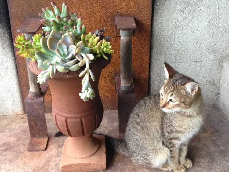Are Succulents Poisonous to Cats? | Waldo's Friends