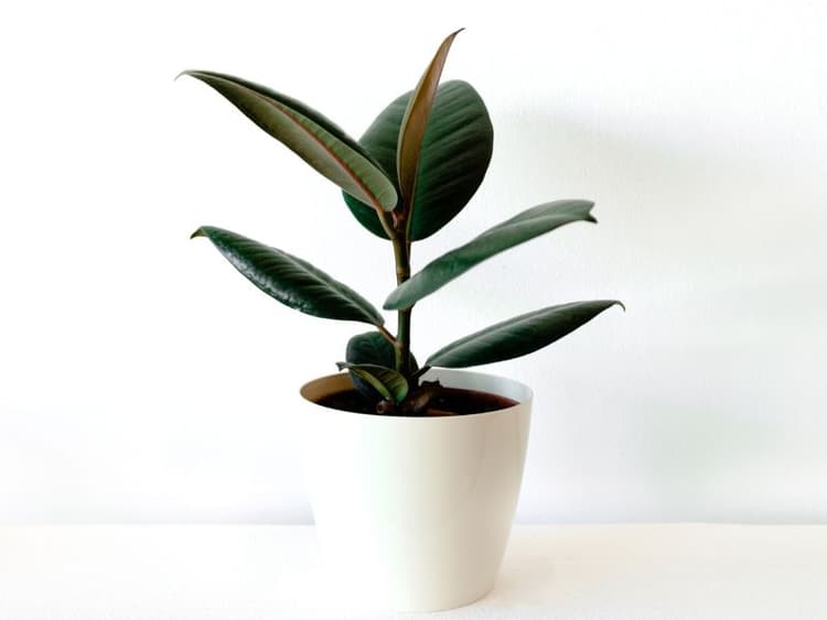Are Rubber Plants Toxic to Cats? | Waldo's Friends