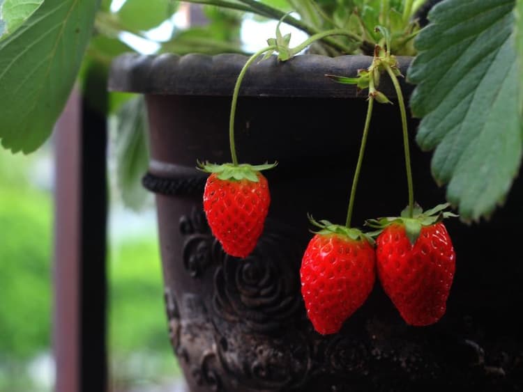 Are Strawberry Plants Toxic to Cats? | Waldo's Friends