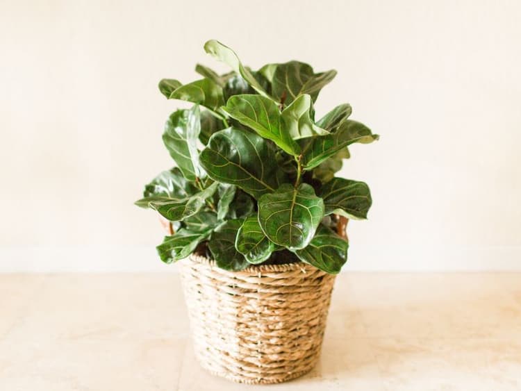 Are Fiddle Leaf Plants Toxic to Dogs? | Waldo's Friends