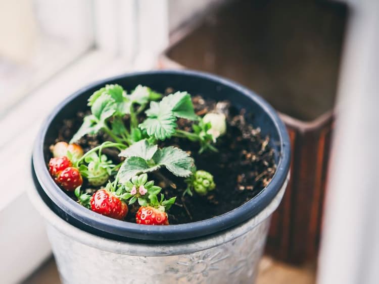 Are Strawberry Plants Toxic to Dogs? | Waldo's Friends