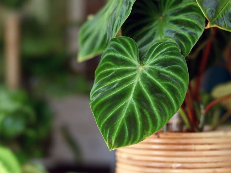 Are Philodendron Plants Toxic to Cats? | Waldo's Friends