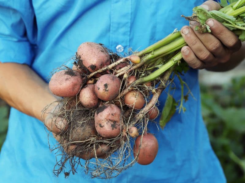 Are Potato Plants Toxic to Cats? | Waldo's Friends