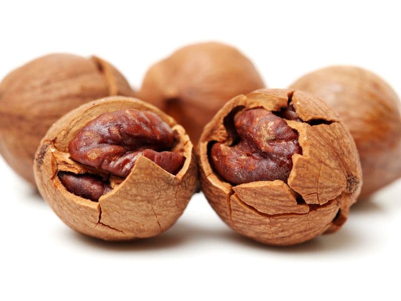 Can Dogs Eat Hickory Nuts? | Waldo's Friends
