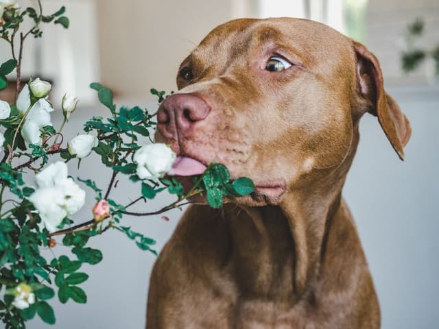 Toxic and Non-Toxic Plants for Dogs (70 types listed!) | Waldo's Friends
