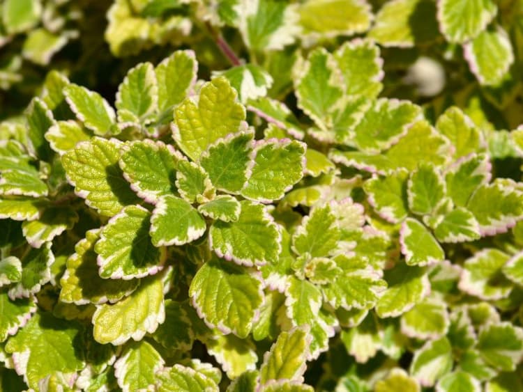 Are Swedish Ivy Plants Toxic to Cats? | Waldo's Friends