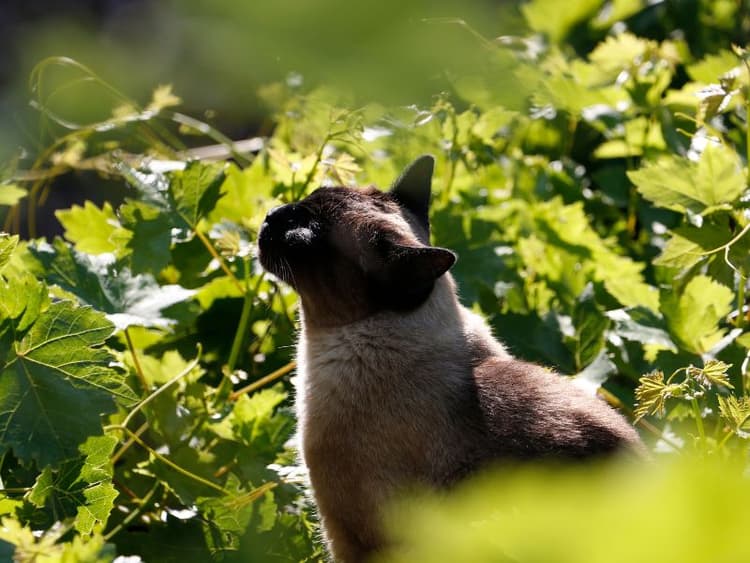 Top 10 Toxic Plants for Cats | Waldo's Friends